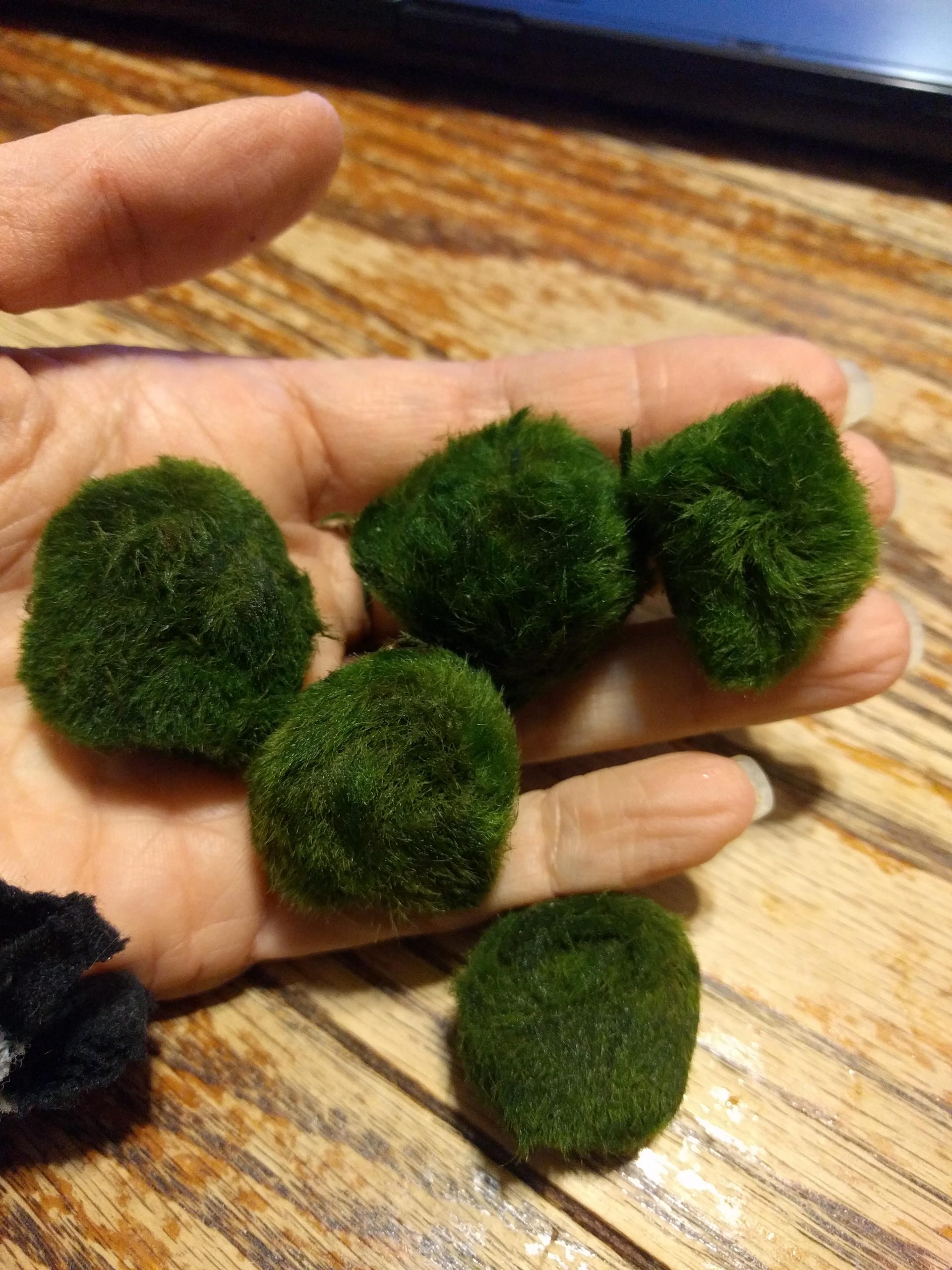 Rollin' Rollin', Keep Those Moss Balls Rollin' - Krista's Paper Cafe